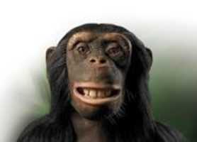 Animatronic Apes: “Alive” Chimp Robot Means No Monkey Business