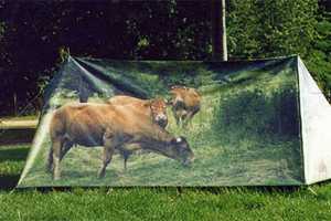 Chameleon Tents: Oh La Vache Blends in to The Background