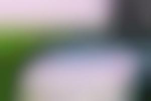 Cheeky Car Stickers : Funny Decals