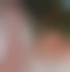 Wild Animal Runways : haute couture animal fashion