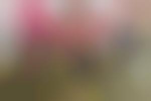 Bovine Methane Backpacks : Bovine Methane Backpacks