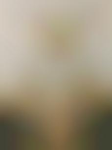 Zodiac Fashion Shoots : Tim Gutt