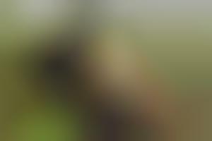 Prefab Disaster Housing : The Cusabo Island home