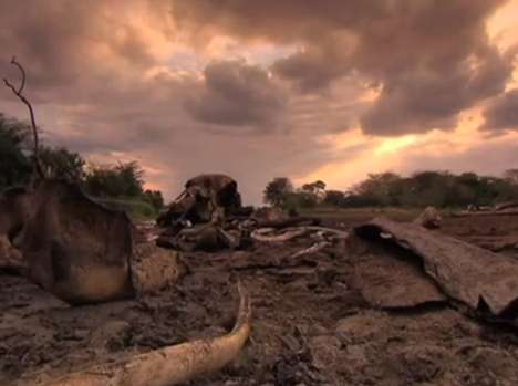 Decomposition Time Lapses : The Elephant Life After Death