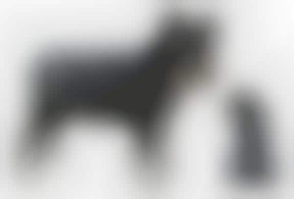 45 Playful Pet Ensembles