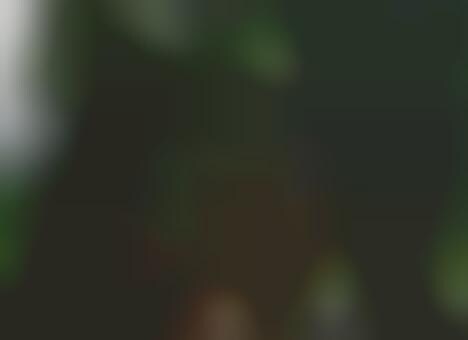 Treetop Mansions : World's Tallest Tree House