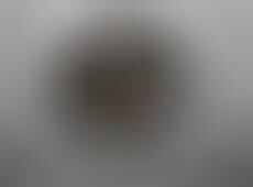 DIY Taxidermy Workshops : charlie tuesday gates