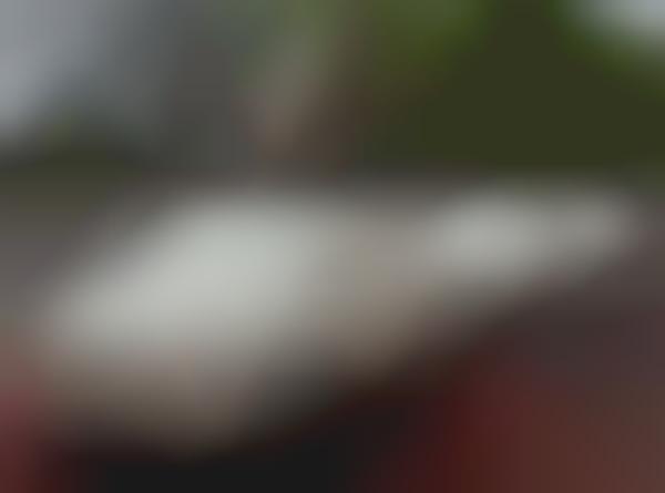 Four-Wheeled Pear Trees : Fiat 500 tree cars