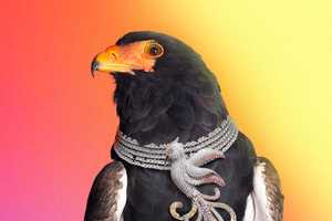 Overly Accessorized Animals : Animal Bling Photos