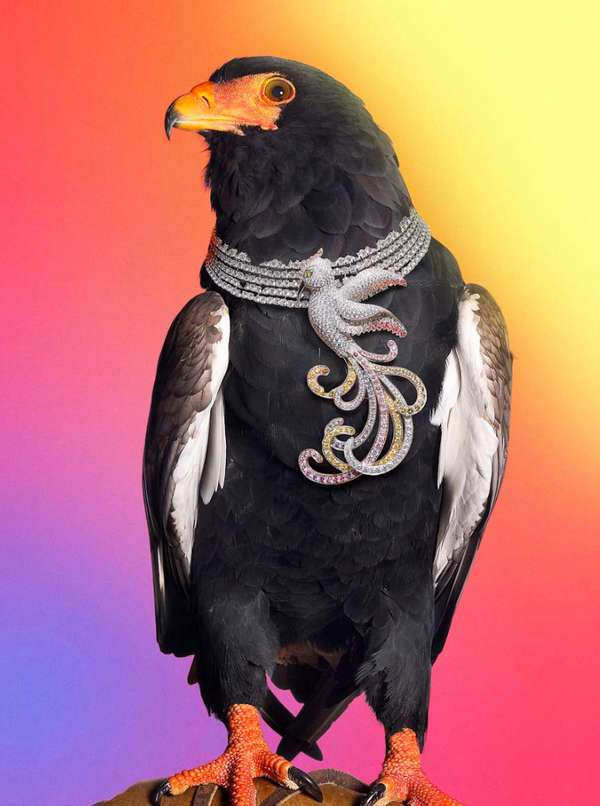Overly Accessorized Animals : Animal Bling Photos