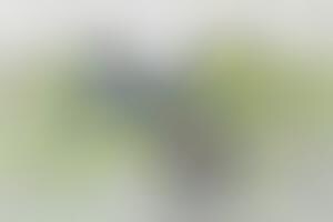 Vibrant Neon Trainers : Adidas Originals LQC Runner Citrus Pack