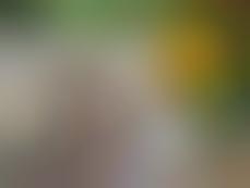 Shocking Snapshot Manipulations : Martin Grohs