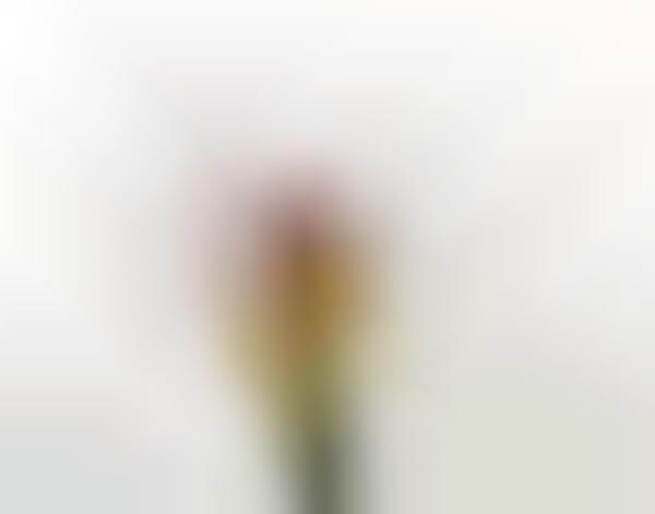 100 Self-Destructing Captures