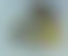 Fabulously Fresh Catch Packaging : The Reel Catch