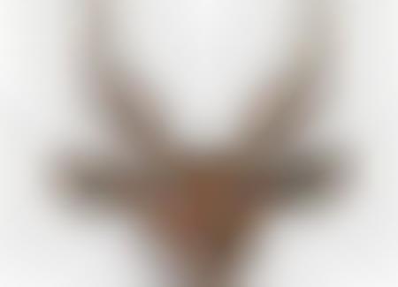 Fake Taxidermy - Hanging faux animal mounts as creative, yet cruelty ...