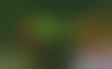 Genetically Engineered Pets: Fluorescent GloFish