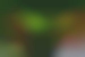 Genetically Engineered Pets: Fluorescent GloFish