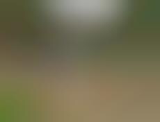 Summer Camp Athletic Facilities : Milson Island Sports Stadium