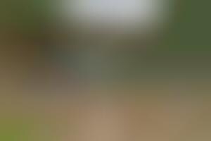 Summer Camp Athletic Facilities : Milson Island Sports Stadium