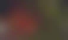 Irate Avian Undergarments : Angry Birds Bra