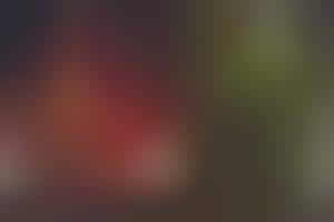 Irate Avian Undergarments : Angry Birds Bra