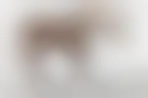 Stick Steed Sculptures (UPDATE) : Deborah Butterfield