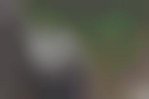 Gritty Graphic Illustrations : Jean-Claude Claeys