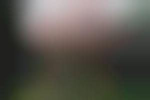 Bark-Bending Installations : The Patient Gardener