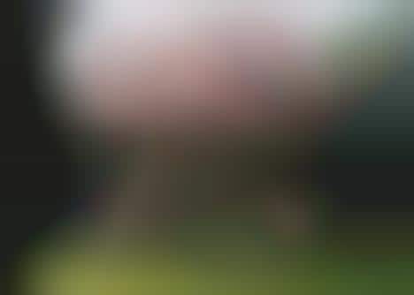 Bark-Bending Installations : The Patient Gardener