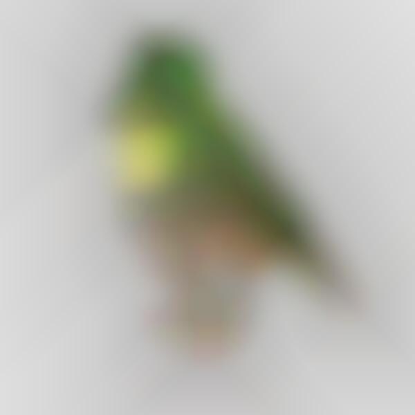 55 Kooky Bird Concepts