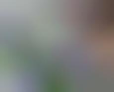 Genetically Modified Flowers: Blue Roses