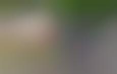 Humanized Squirrel Captures : Kathy Pruyn