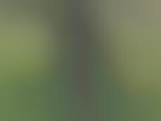 Armed Infant Carriages : Tactical Baby Strollers