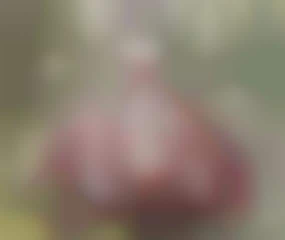 30 Creepy Carnivorous Creations