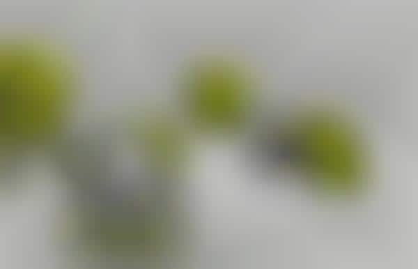 99 Peculiar Public Perches