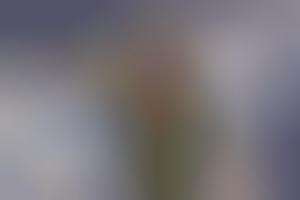 Retro Pin-Up Revivals : Daniel Couto