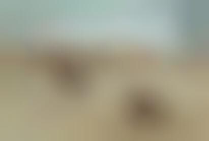 Fat-Free Dog Ads : MasterDog Light campaign