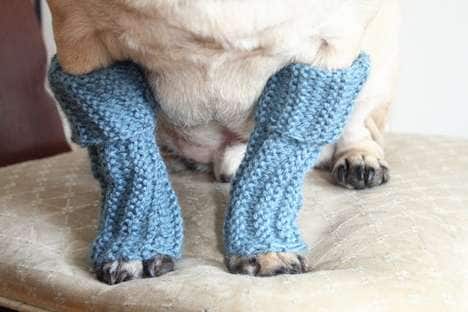 Canine Gam Cozies : Snuggly Dog Leg Warmers