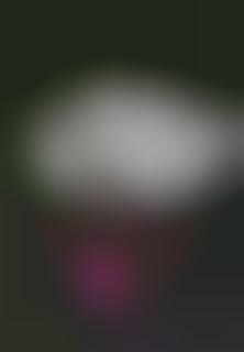 Communicative Cake Accents : Sign Language Cupcakes Toppers