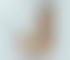 Animalistic Alphabet Typography : Casey Girard