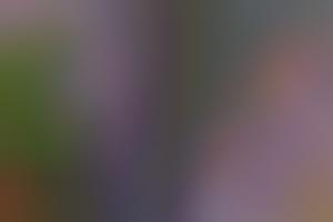 Fictional Family Trees : LOTR Project