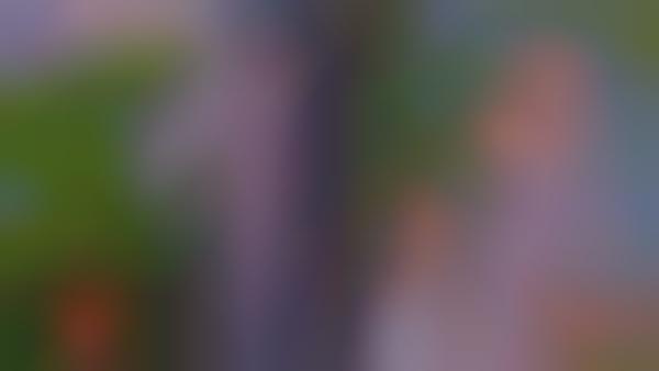 Fictional Family Trees : LOTR Project