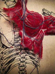 Introspective Body Art : felted anatomy