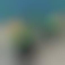 Rabbit-Themed Pops: 'Down the Bunny Hole' Treats are Cute and Adorable ...