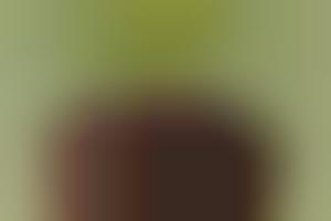 Decadent Decomposing Cakes : compost cupcakes