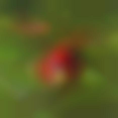 Avian Chopper Toys : angry birds helicopter