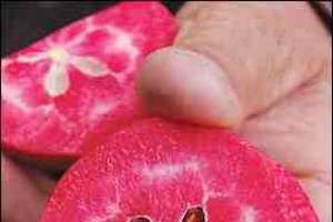 Swiss Breed a New Fruit: Red Fleshed Apples