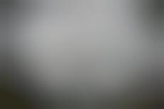 Haunting Nature Shoots : james brylowski debuts stop and eat the roses