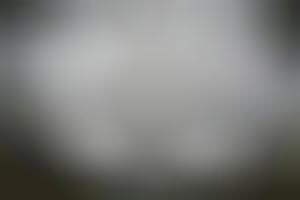 Haunting Nature Shoots : james brylowski debuts stop and eat the roses