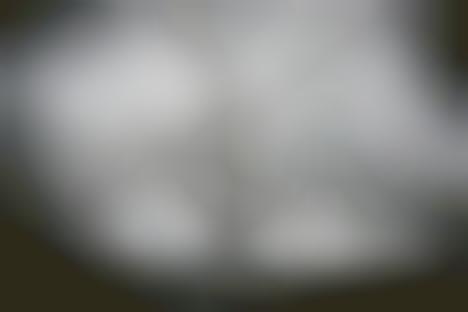 Haunting Nature Shoots : james brylowski debuts stop and eat the roses